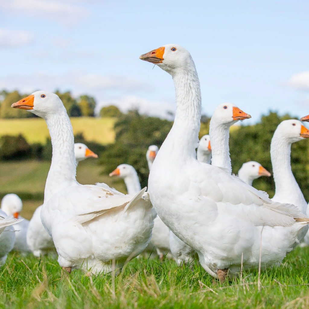 Creșterea bobocilor de gâscă – Agroland