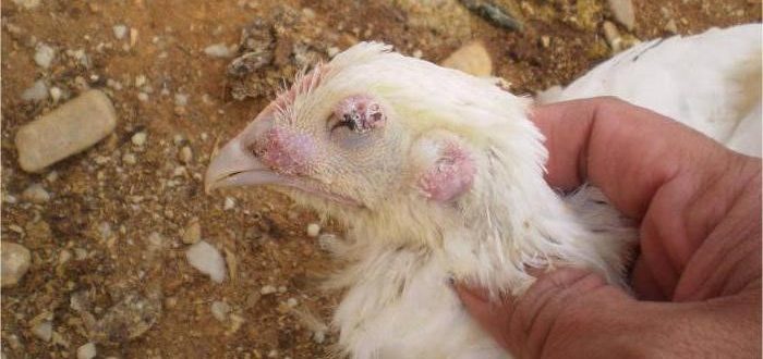 Coccidioza la păsări. Simptome și tratament – Agroland